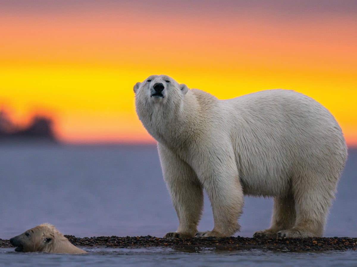 Zanimiva dejstva o polarnih medvedih - Zvitorep