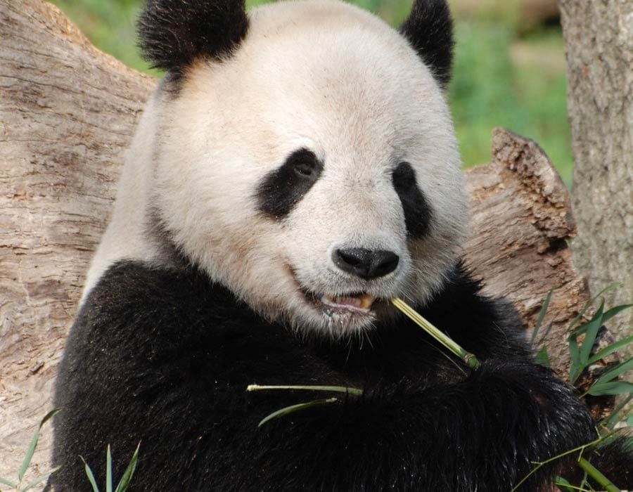 Zanimiva dejstva o pandah - Zvitorep